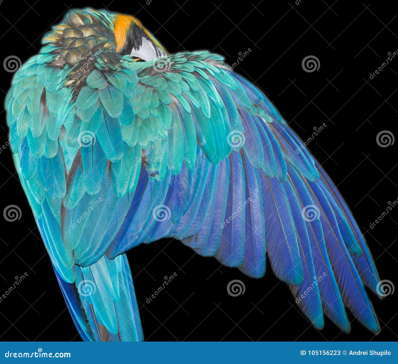 Alas hermosas del loro imagen de archivo. Imagen de colorido - 105156223