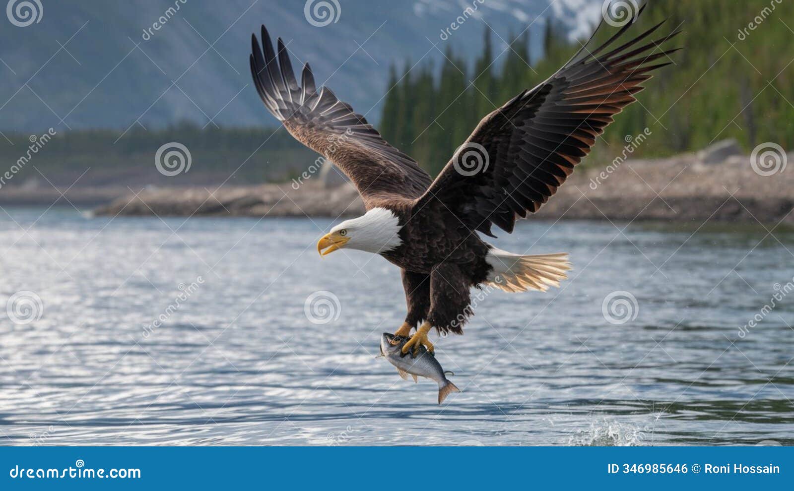 Alaska Bald Eagle Attacking a Fish. Stock Illustration - Illustration ...