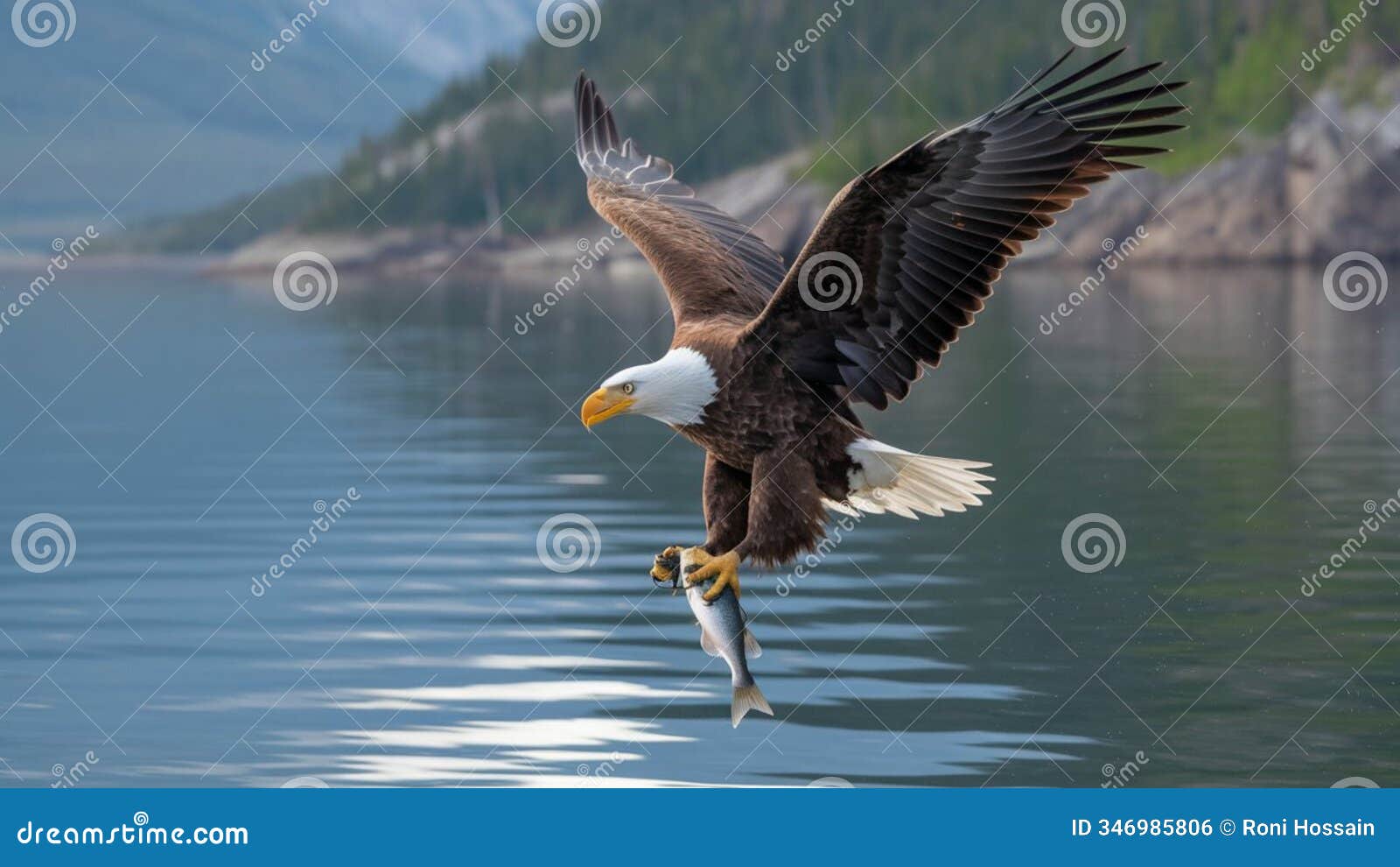 Alaska Bald Eagle Attacking A Fish. Stock Photo | CartoonDealer.com ...