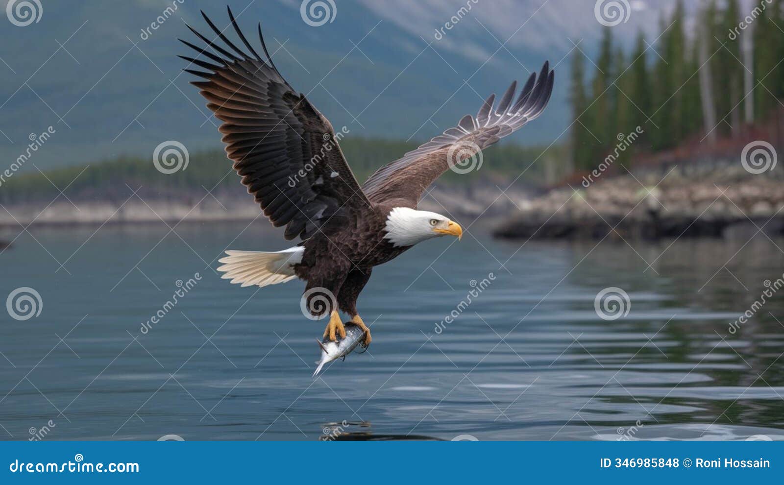 Alaska Bald Eagle Attacking a Fish. Stock Illustration - Illustration ...