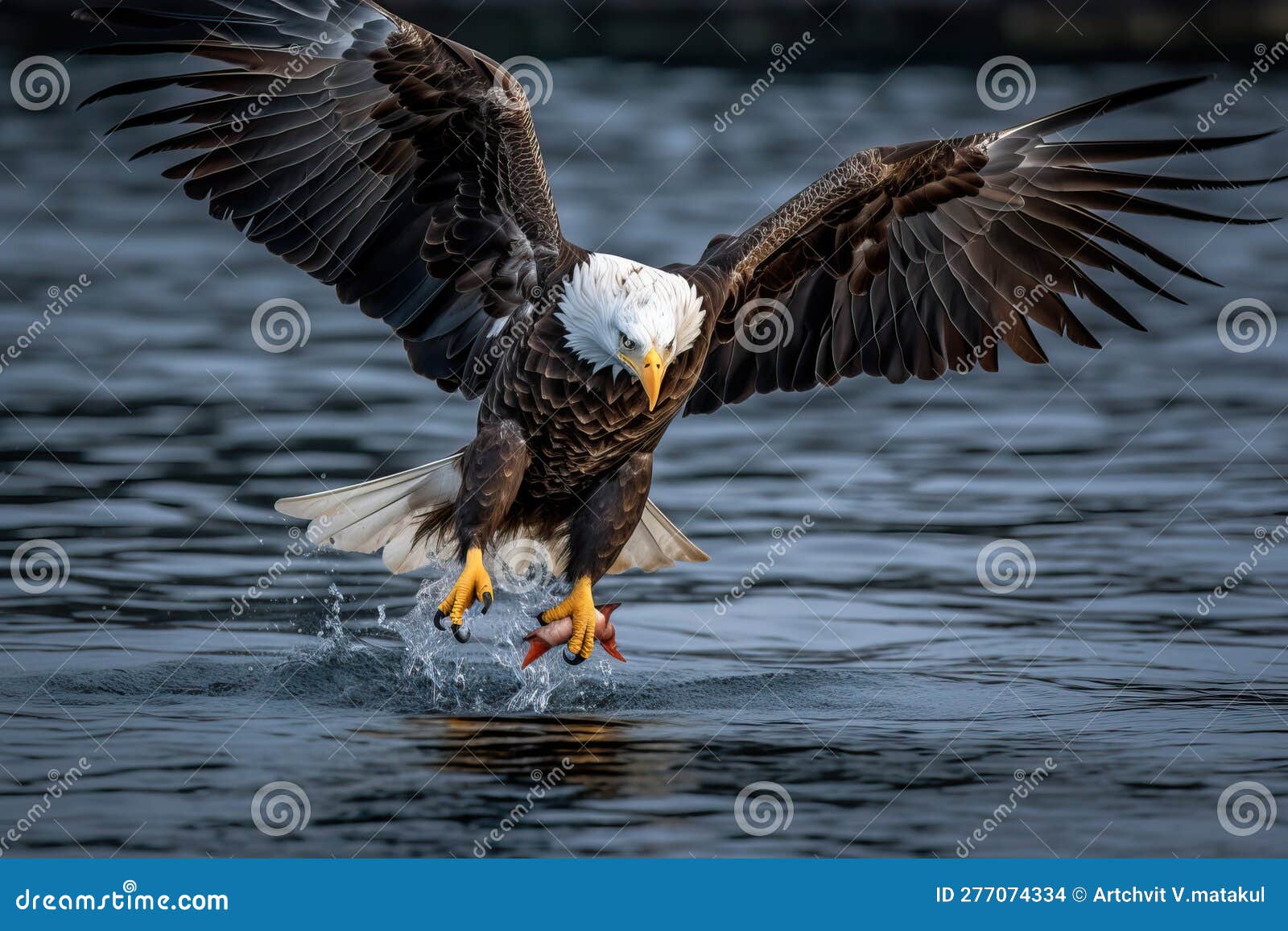 Alaska Bald Eagle Attacking a Fish Stock Illustration - Illustration of ...