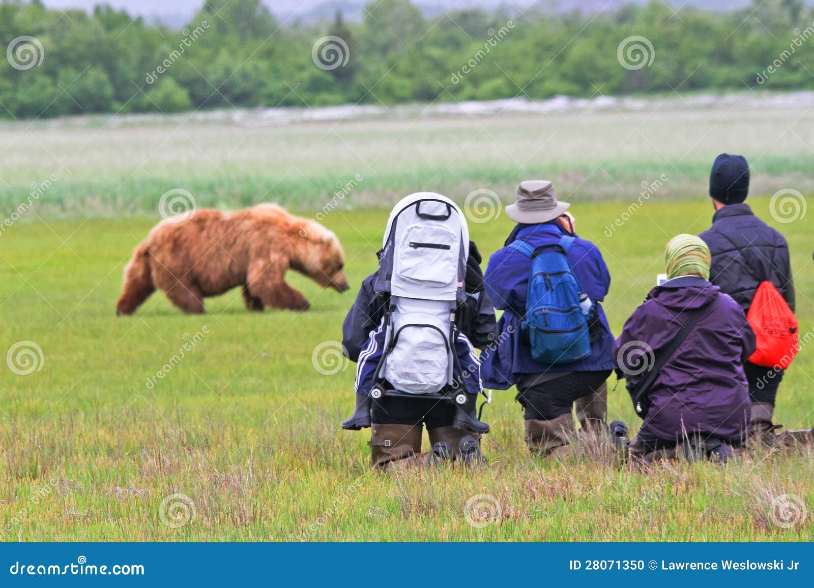 Alaska Brown Bear Viewing Group Hallo Bay Editorial Image - Image of ... Alaska Brown Bear Viewing Group Hallo Bay Editorial Image - Image of ...