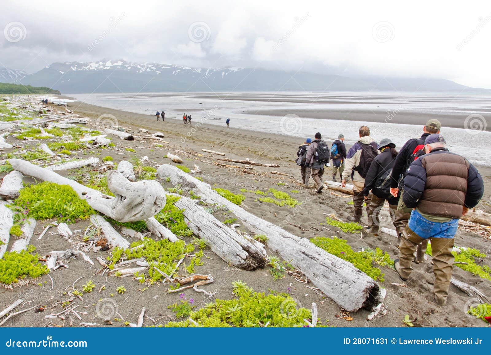 Alaska Brown Bear Viewing Group Hallo Bay Editorial Photo - Image of ... Alaska Brown Bear Viewing Group Hallo Bay Editorial Photo - Image of ...