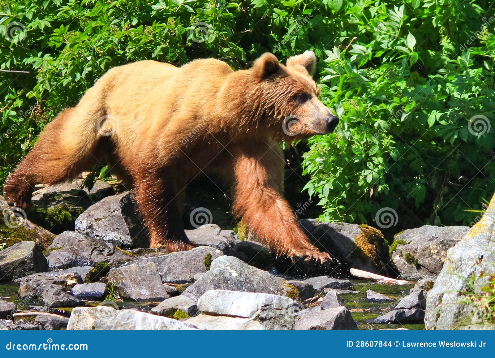 Alaska Brown Grizzly Bear on the Move Stock Photo - Image of boar ...