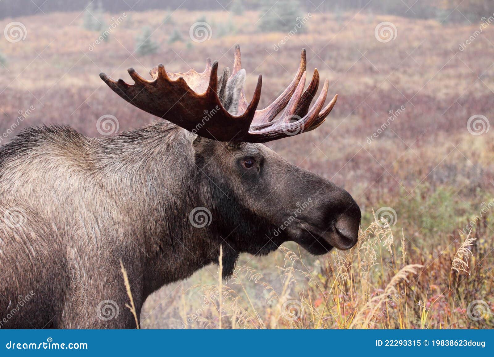 Alaska Bull Moose stock image. Image of wildlife, grass - 22293315
