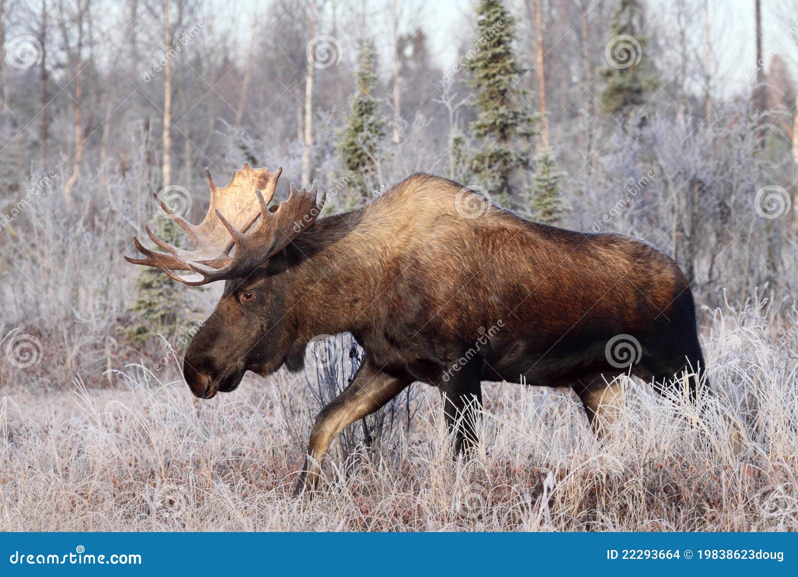 Alaska Bull Moose stock photo. Image of ungulate, nature - 22293664
