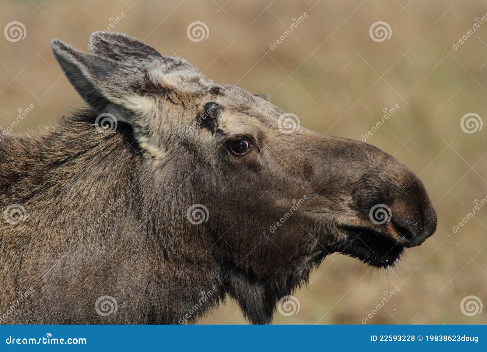 Alaska Bull Moose stock photo. Image of hair, nature - 22593228