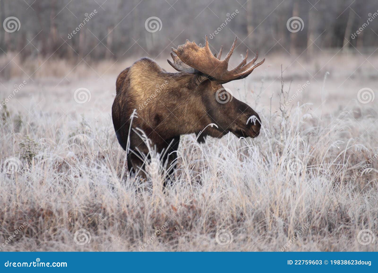Alaska Bull Moose stock image. Image of cold, trees, rack - 22759603