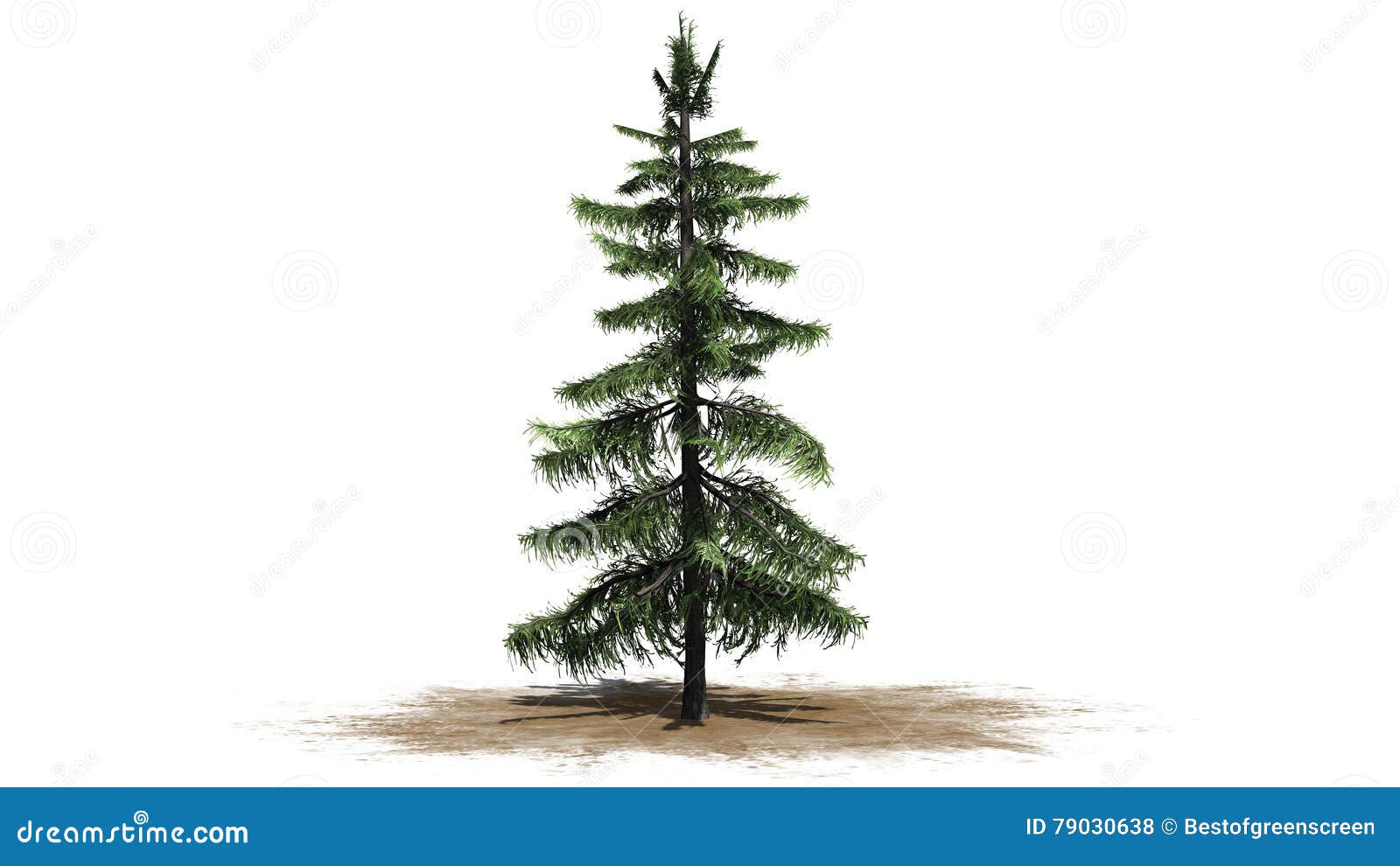 Alaska Tree Stock Illustrations – 2,908 Alaska Tree Stock Illustrations ...