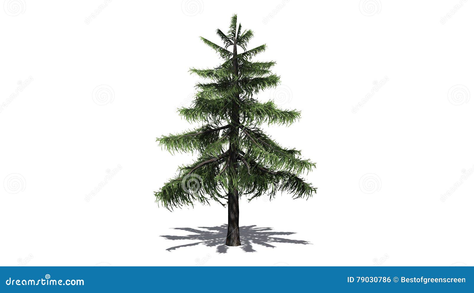 Alaska Cedar Tree with Shadow Stock Illustration - Illustration of ...