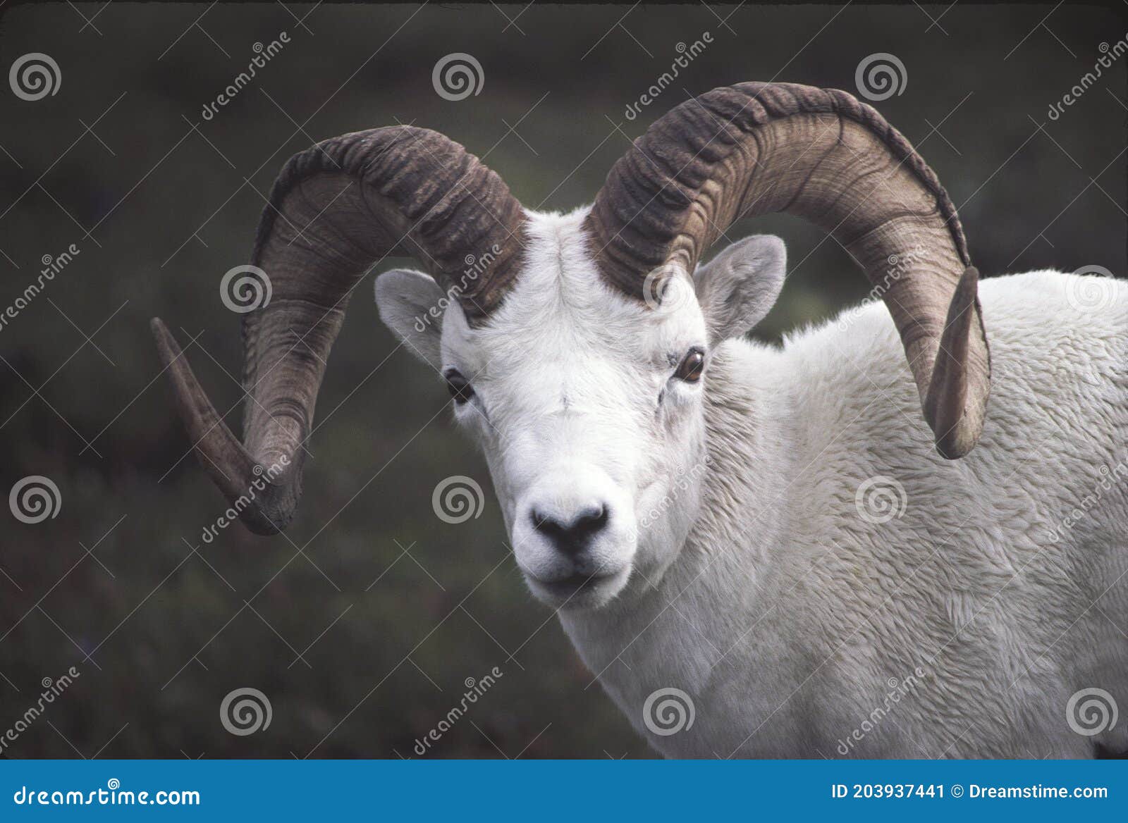 Alaska Dall Sheep Ram in Stare Down with Photographer Stock Image ...