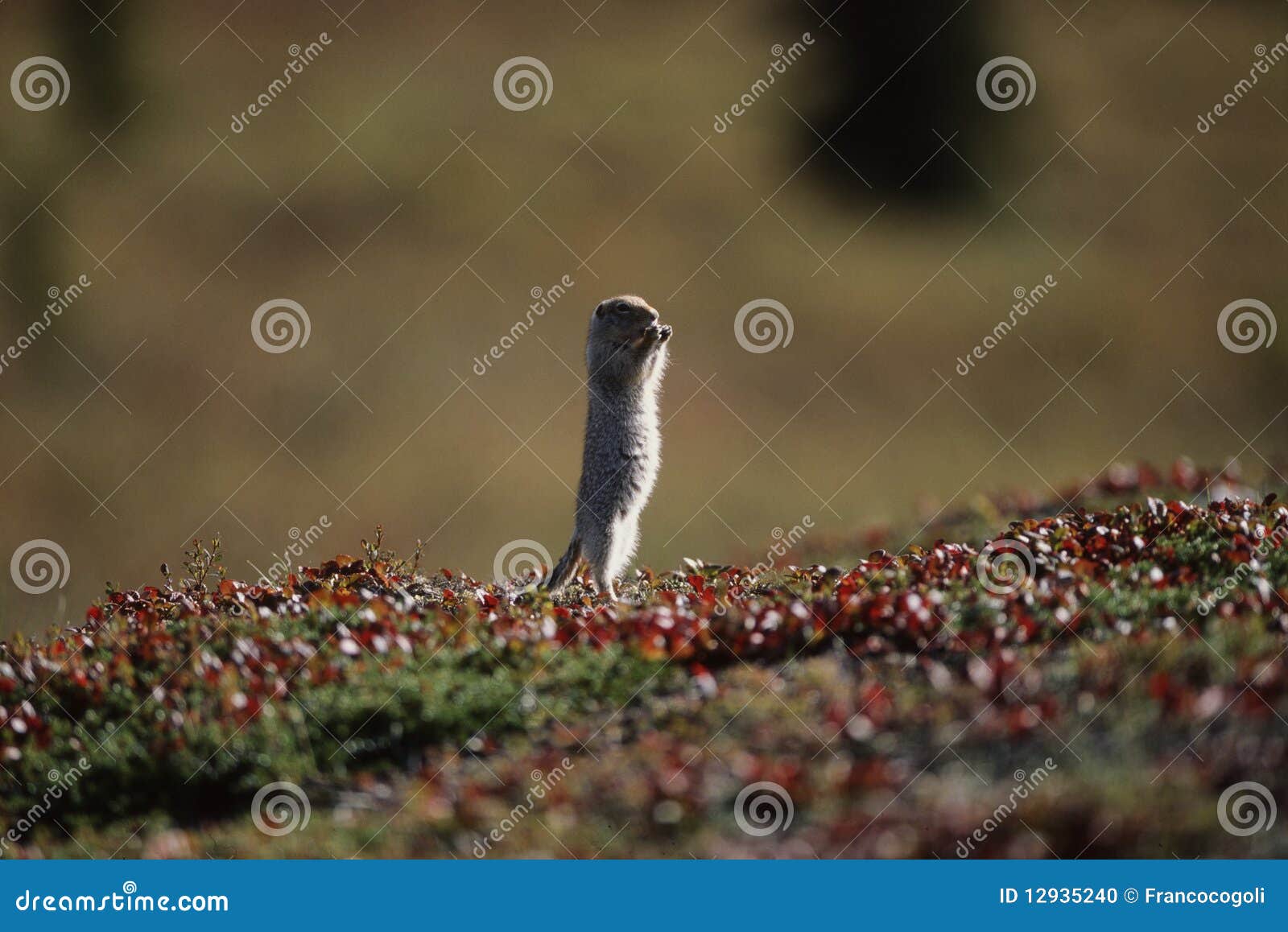 Alaska - Denali National Park - Chipmunk Stock Photo - Image of states ...