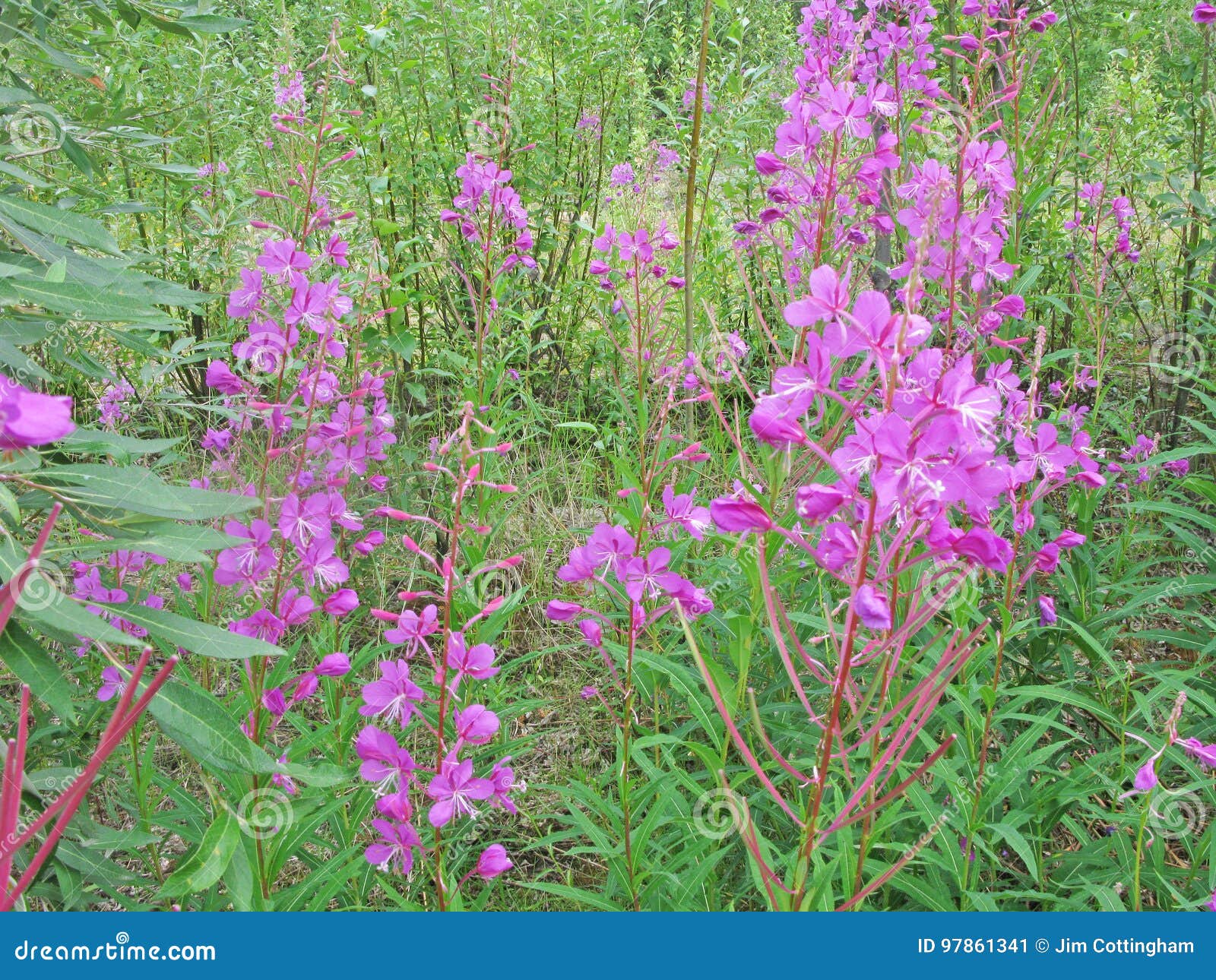 Alaska Fireweed stock image. Image of green, color, summer - 97861341