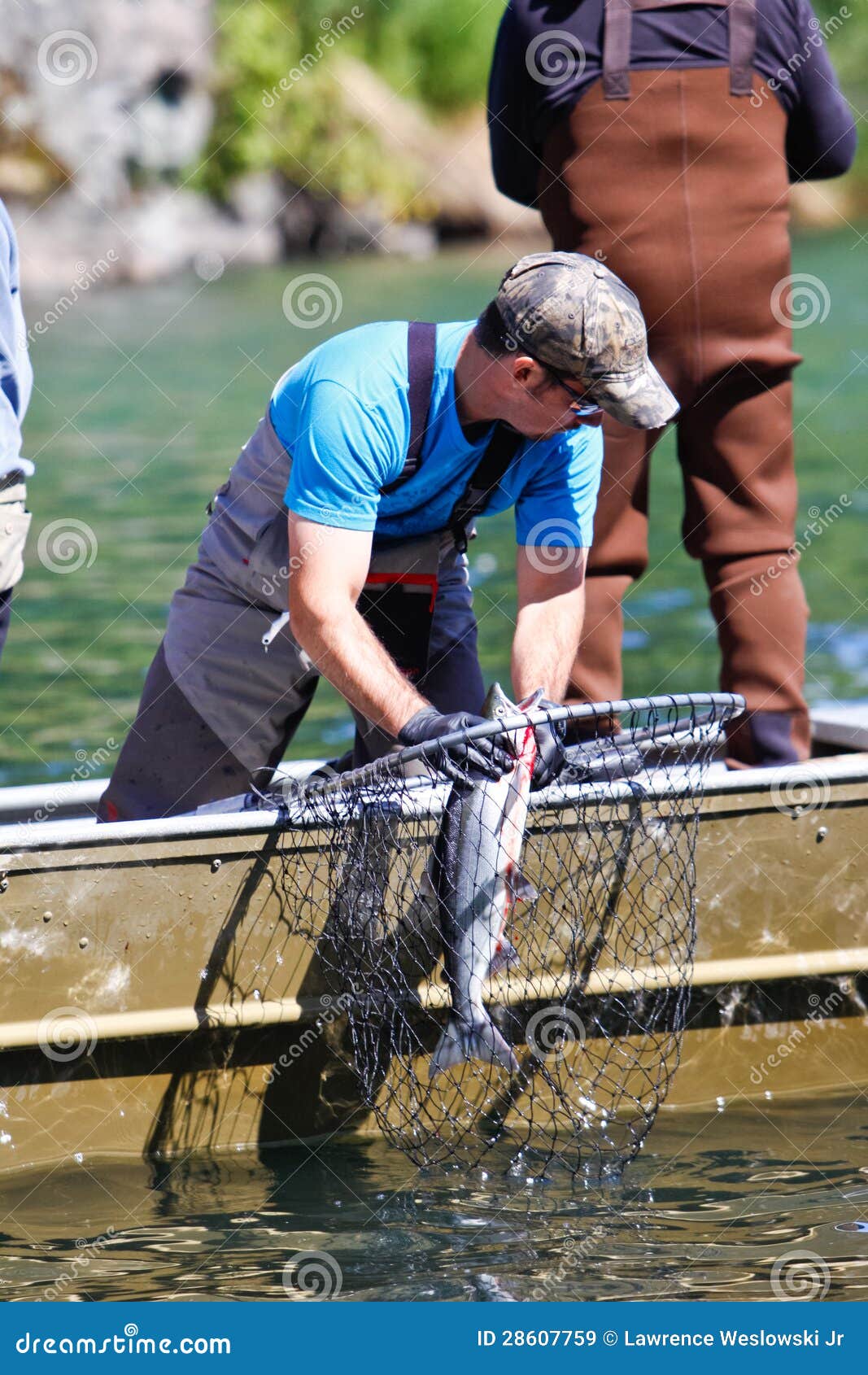 Alaska - Fishing Guide Unhooking Salmon Editorial Stock Image - Image ...