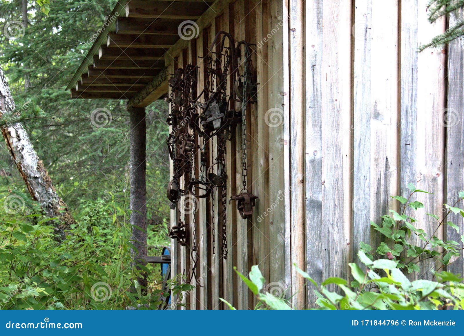 Alaska Fur Traps Hanging on the Outside of a Building Stock Photo ...