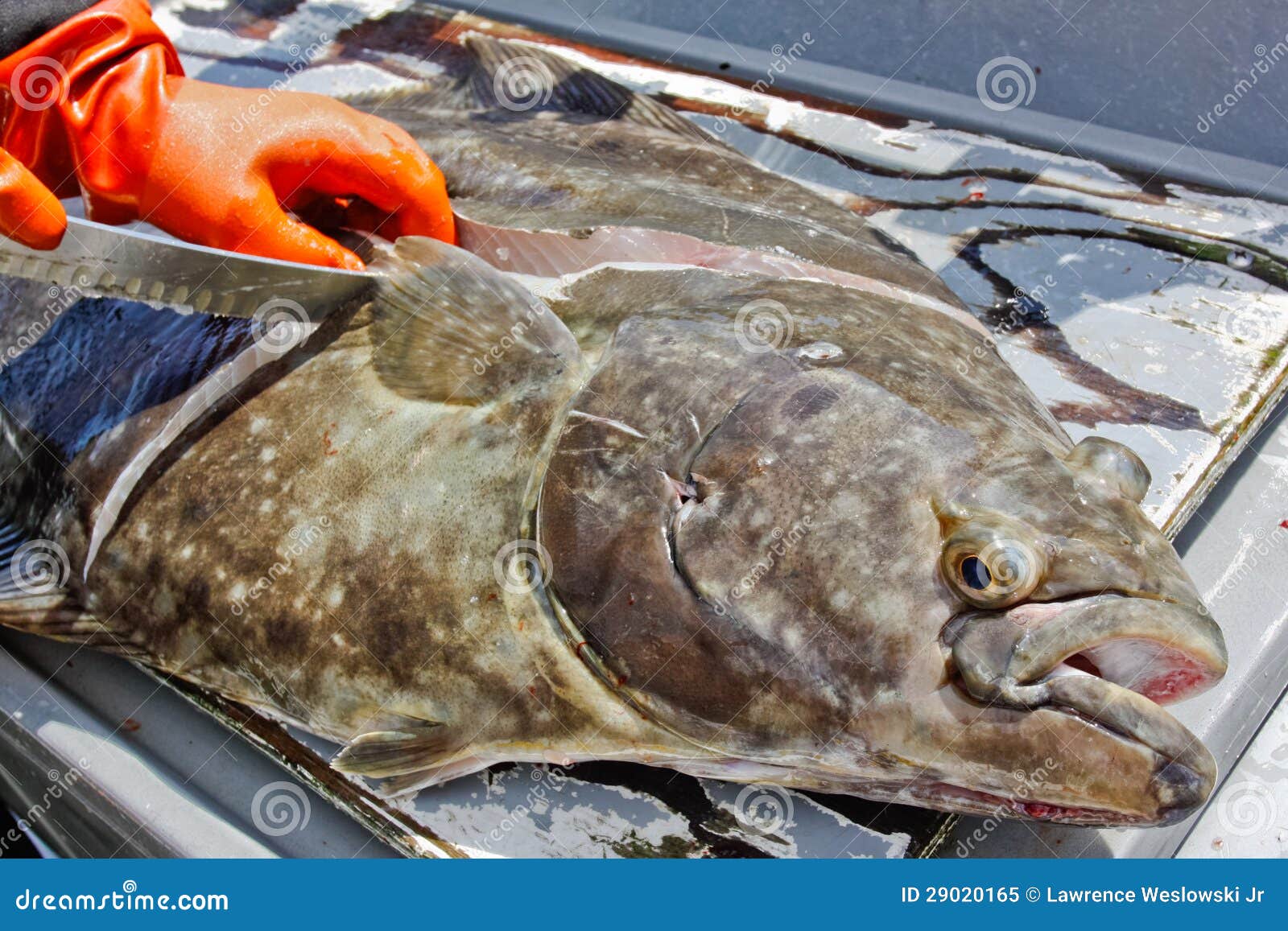 Alaska Halibut Fish Being Cleaned Stock Image - Image of clean, labor ...
