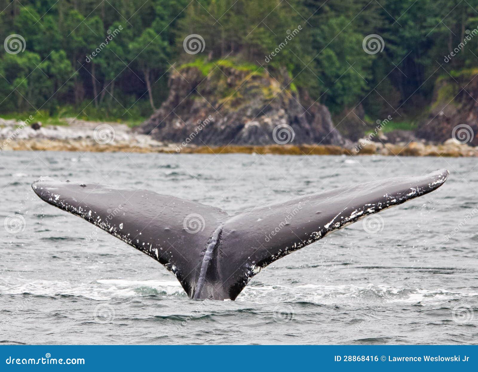 Alaska Humpback Tail Fluke 2 Stock Photo - Image of boat, fluke: 28868416