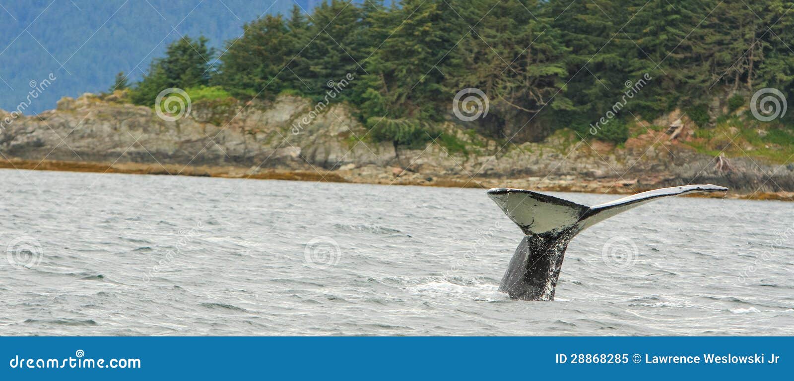 Alaska Humpback Whale Flame Dives Stock Image - Image of dorsal ...