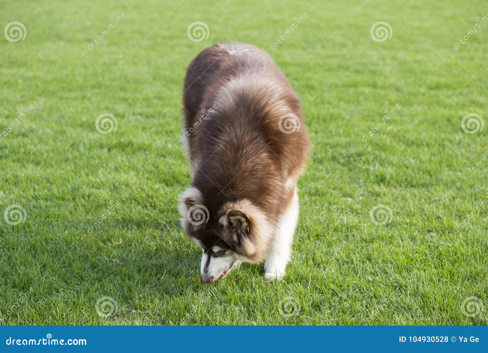 Alaska-Hund stockfoto. Bild von riesig, frau, sibirien - 104930528