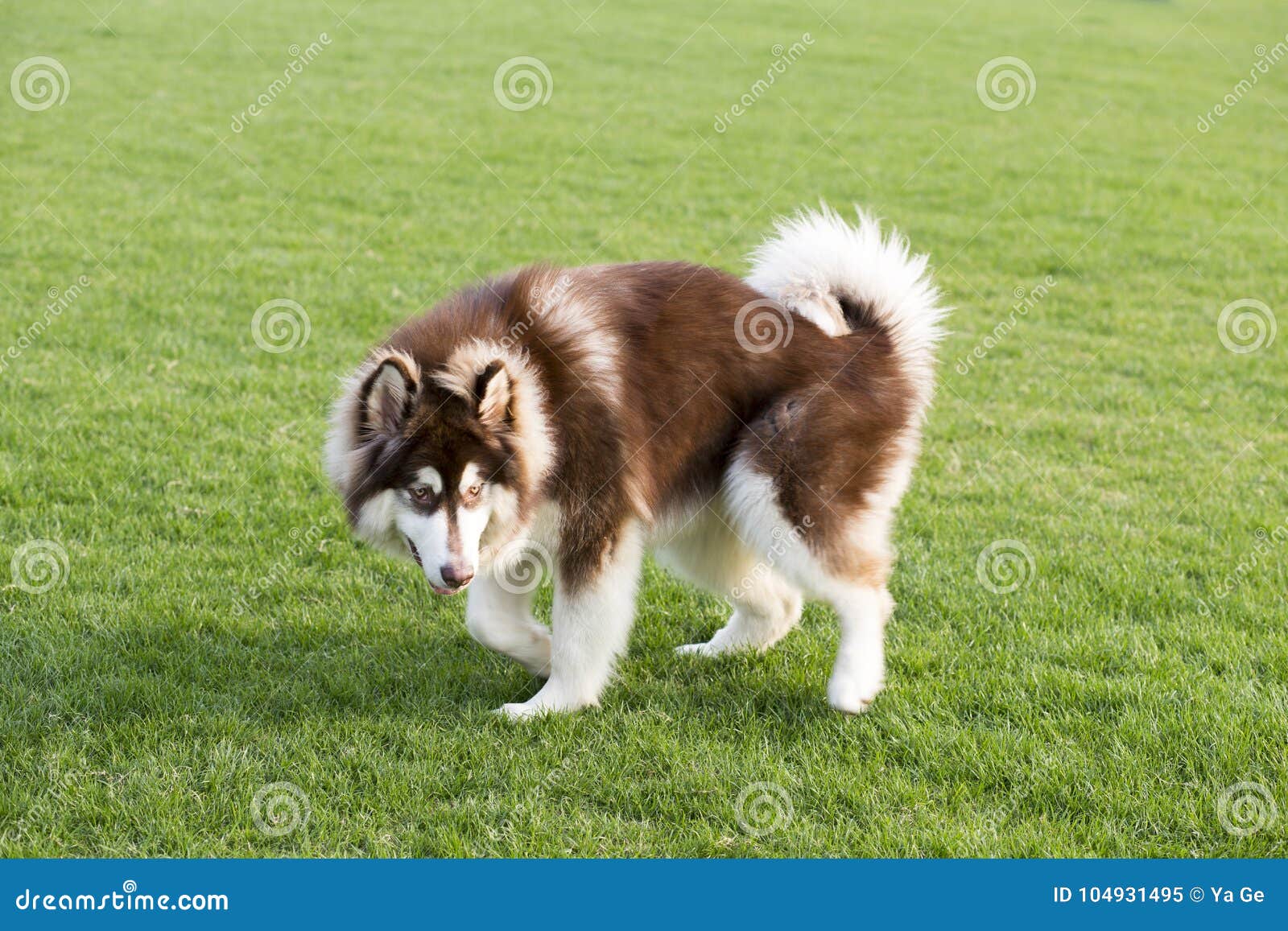 Alaska-Hund stockbild. Bild von leben, hund, hunde, vieh - 104931495