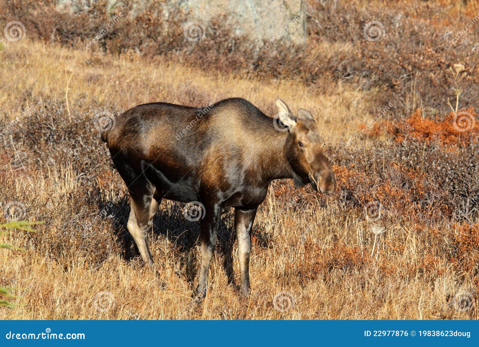 Alaska-Kuh-Elche stockfoto. Bild von weide, fahrwerkbeine - 22977876