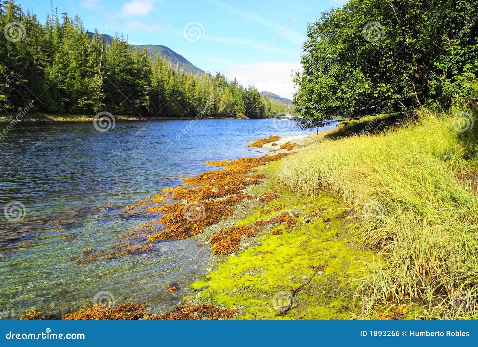 Alaska lakes stock photo. Image of marine, deers, plants - 1893266
