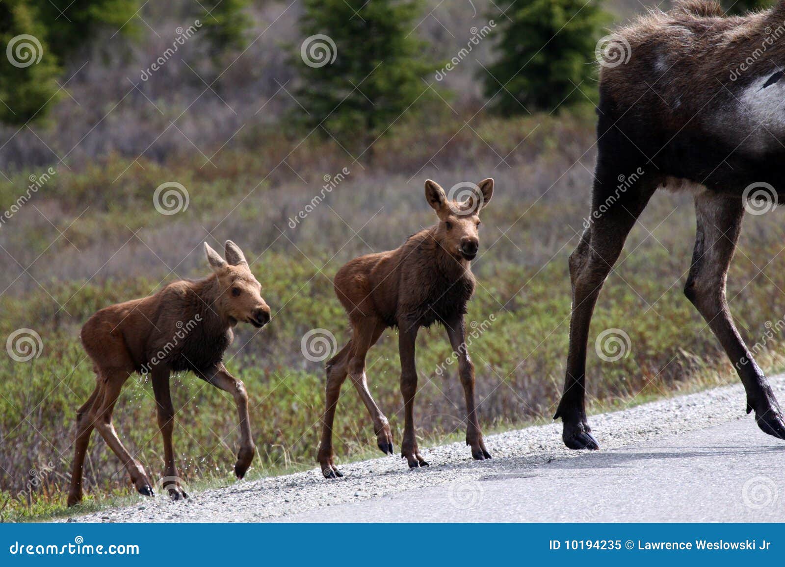 Alaska Moose Babies in Denali National Park Stock Image - Image of deer ...