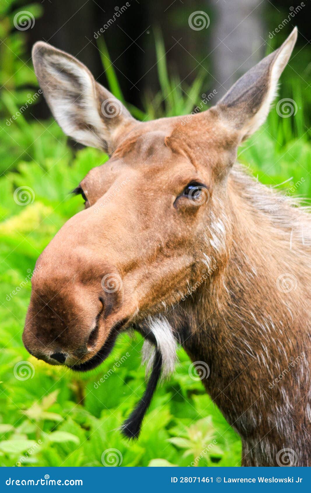 Alaska Moose And Babies In Denali National Park Royalty-Free Stock ...