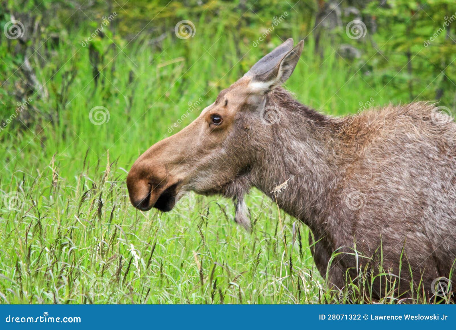 Alaska Moose Cow Portrait stock photo. Image of face - 28071322