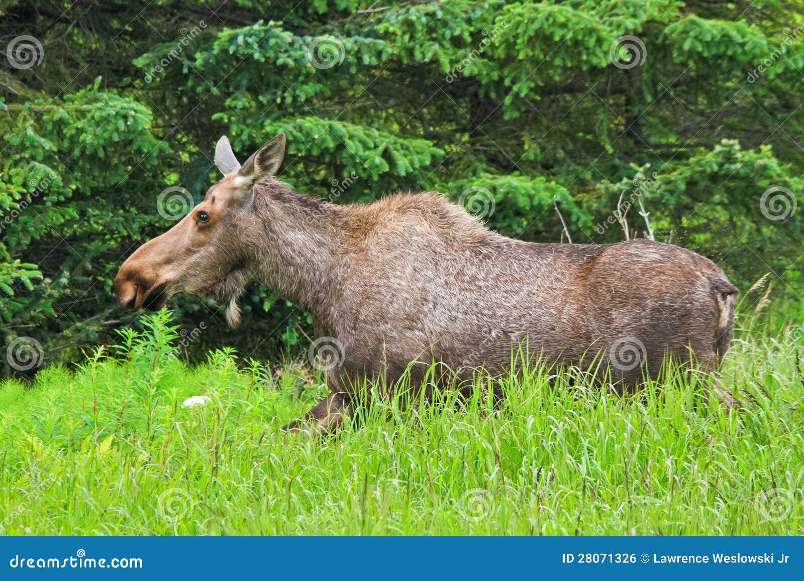 Alaska Moose in a Field stock photo. Image of preservation - 28071326