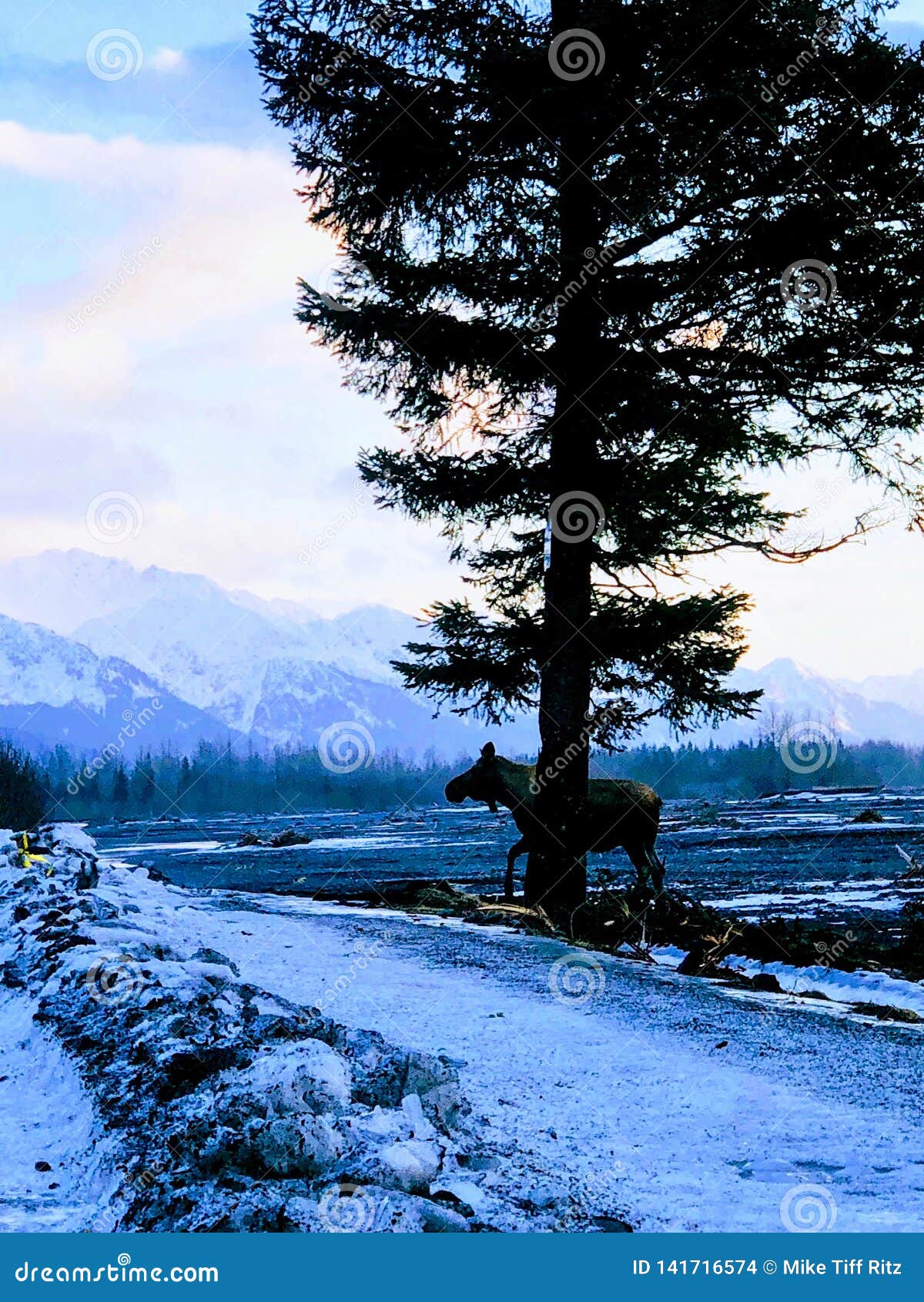 Alaska moose hiding stock photo. Image of hiding, alaska - 141716574