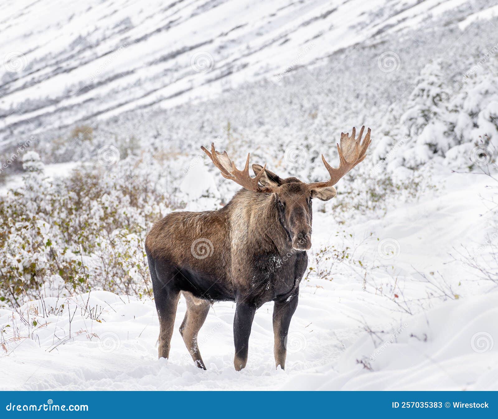 Alaska Moose on the Snowy Hillside Stock Image - Image of rural, white ...