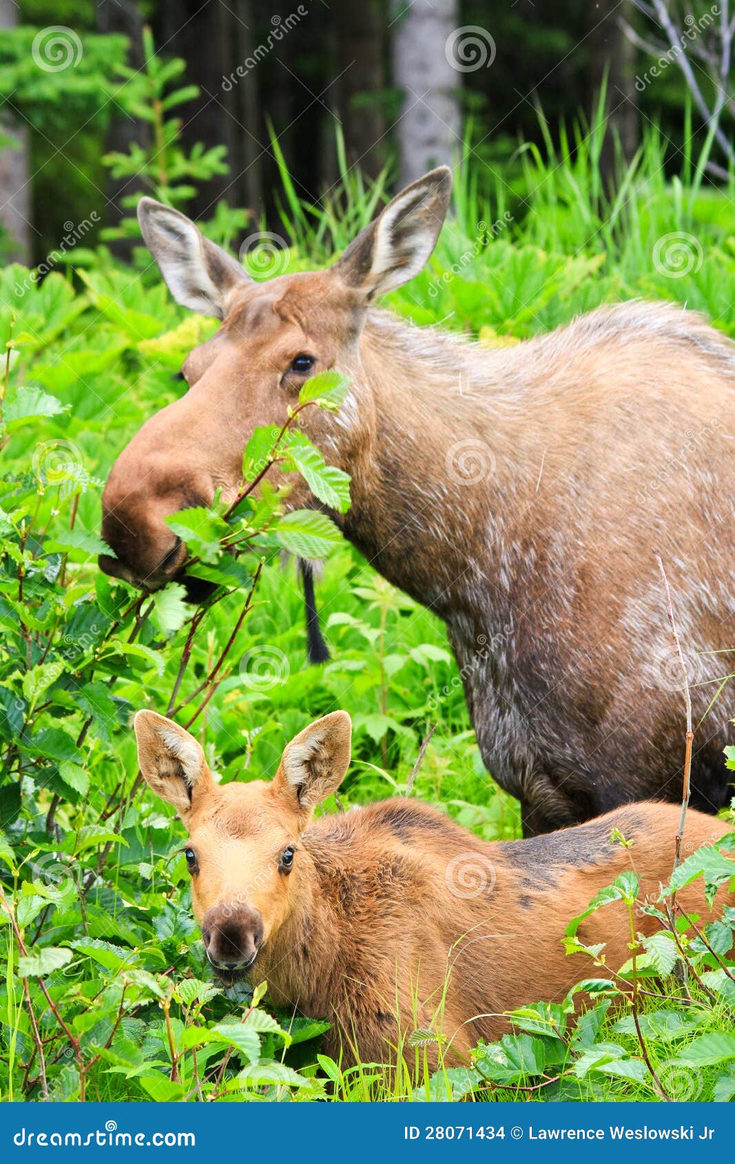 Alaska Moose and Young Calf Feeding Stock Photo - Image of field, mega ...