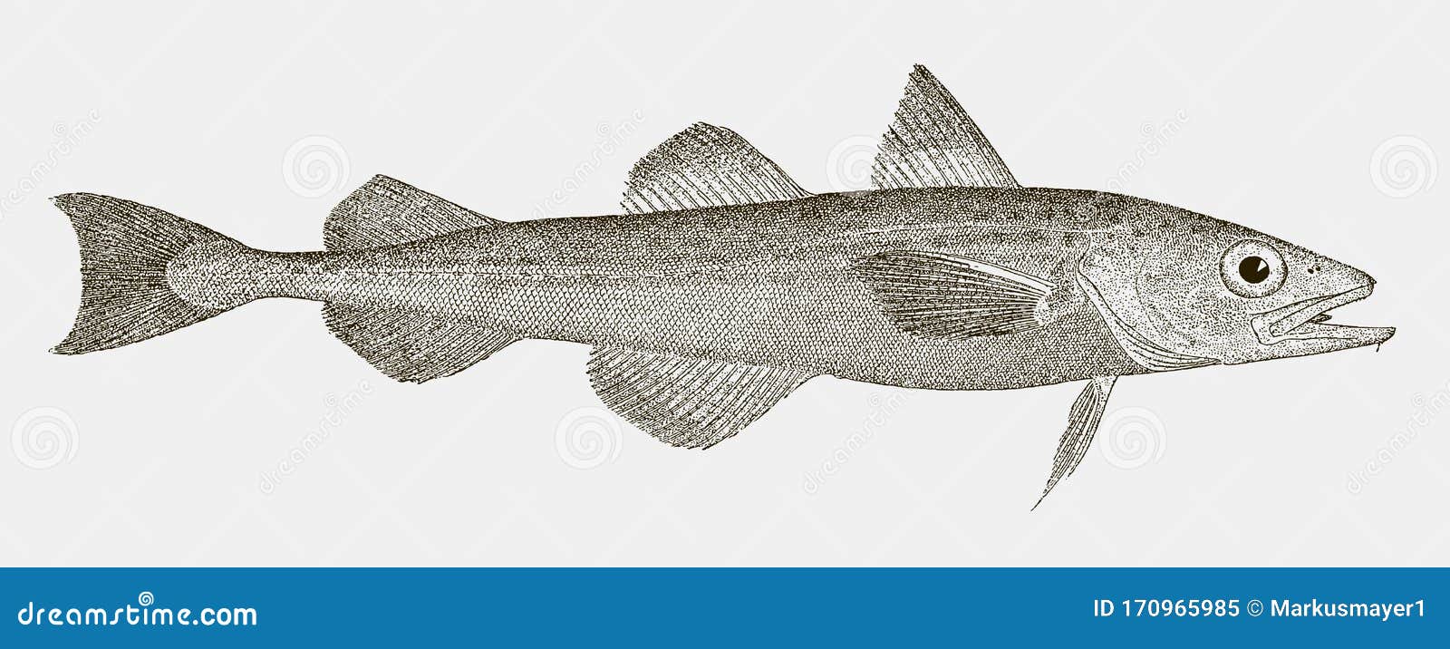 Alaska Pollock In Side View Cartoon Vector | CartoonDealer.com #170965985
