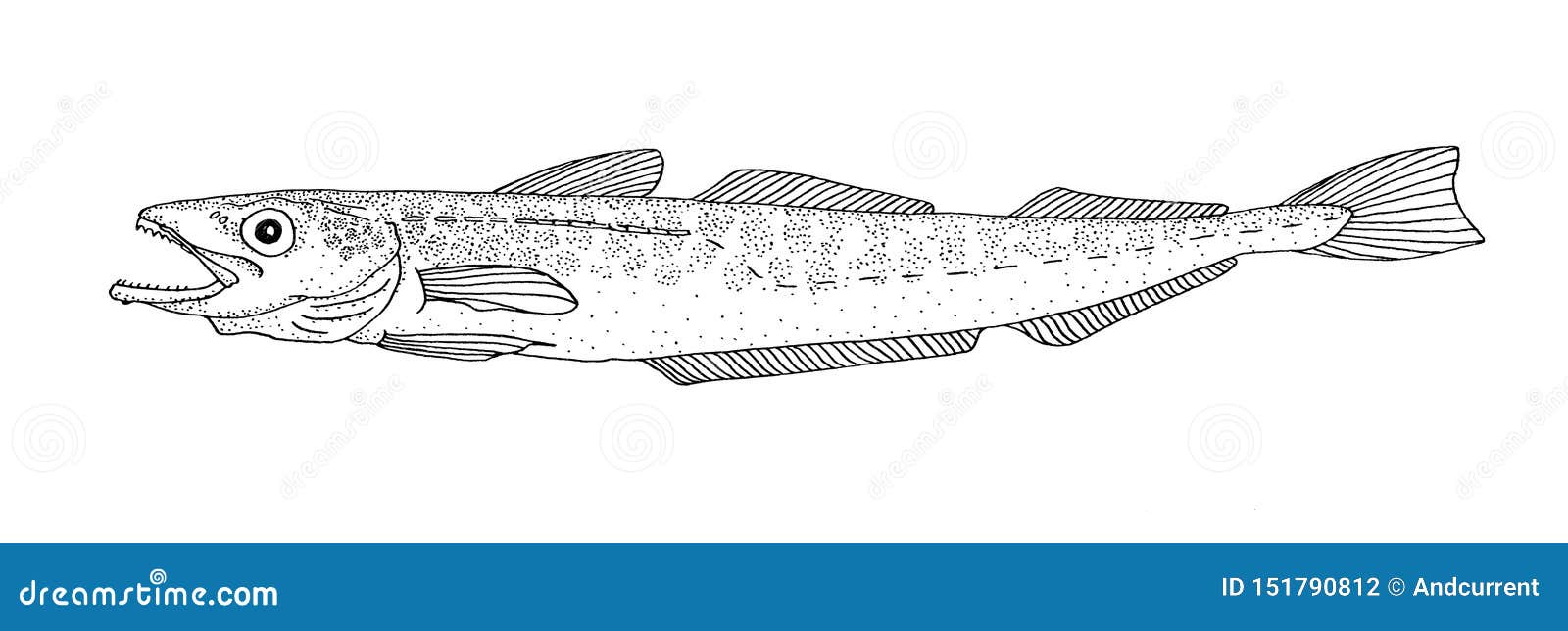 Alaska Pollock. Hand Drawn Ink Realistic Illustration. Stock ...