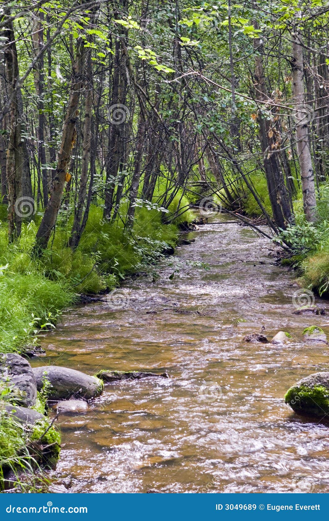 Alaska Stream stock image. Image of foliage, water, anchorage - 3049689