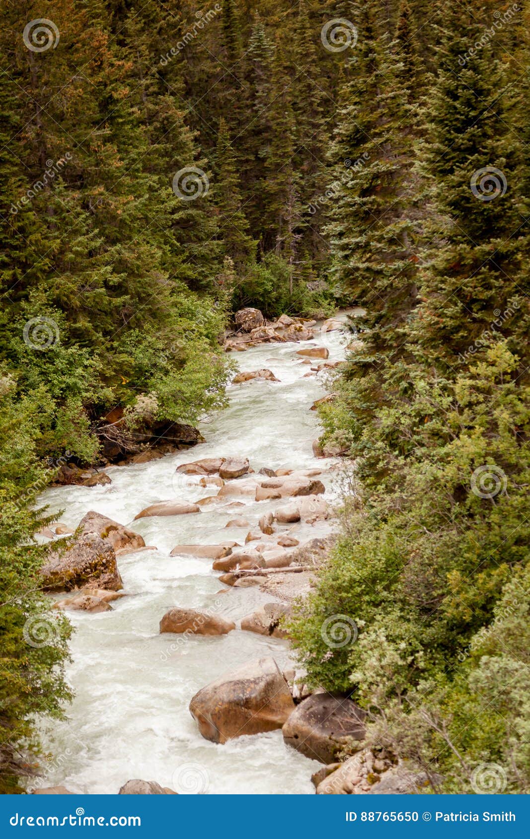Alaska stream stock photo. Image of cold, scenic, dense - 88765650