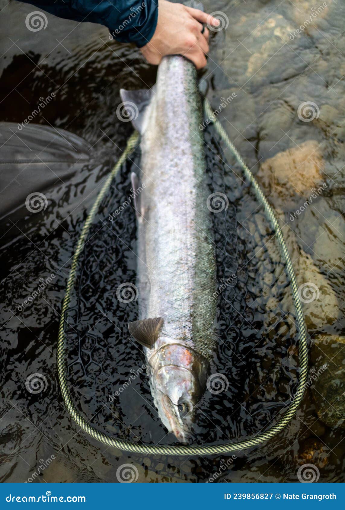 Alaska Wild Steelhead fish stock image. Image of kenai - 239856827