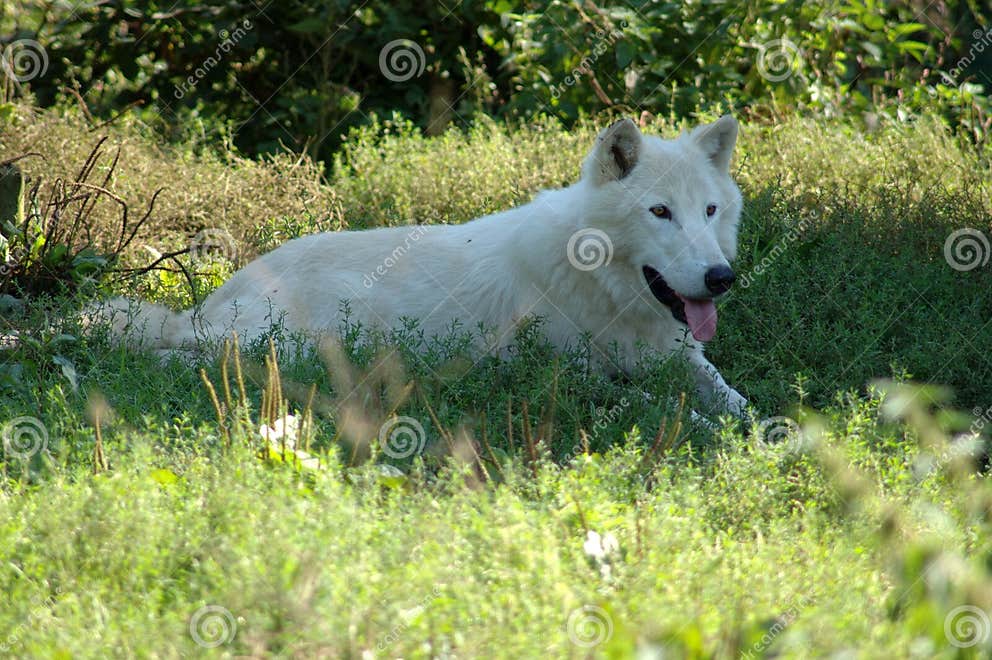 Alaska wolf. stock photo. Image of mammal, alaska, vegatation - 222874