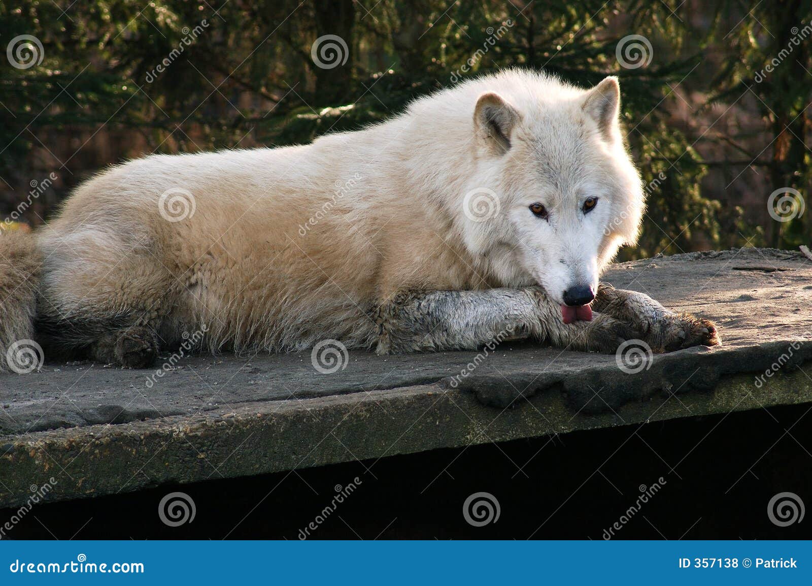 Alaska Wolf. stock photo. Image of canine, canidae, canis - 357138
