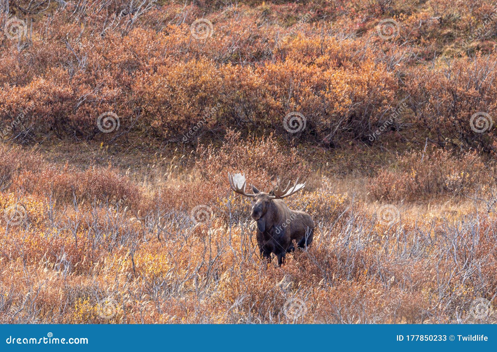 Alaska Yukon Bull Moose in Fall Stock Image - Image of wildlife, nature ...