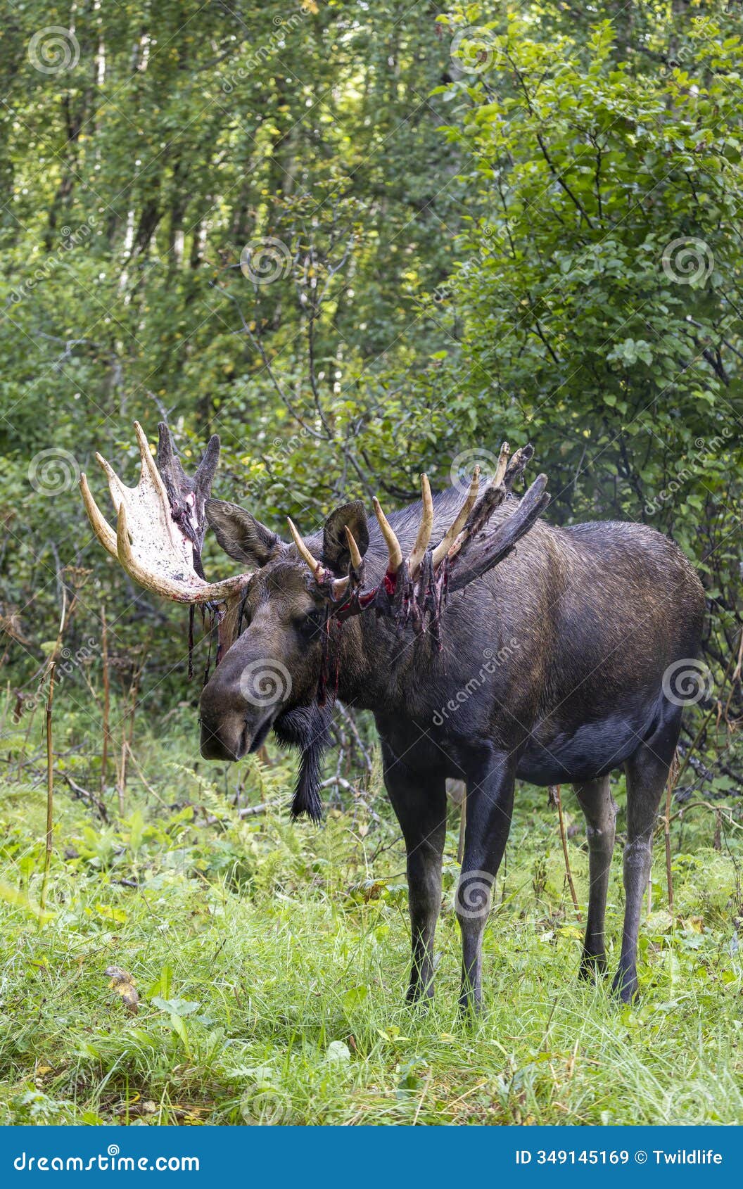 Alaska Yukon Bull Moose in Fall in Alaska Stock Image - Image of ...