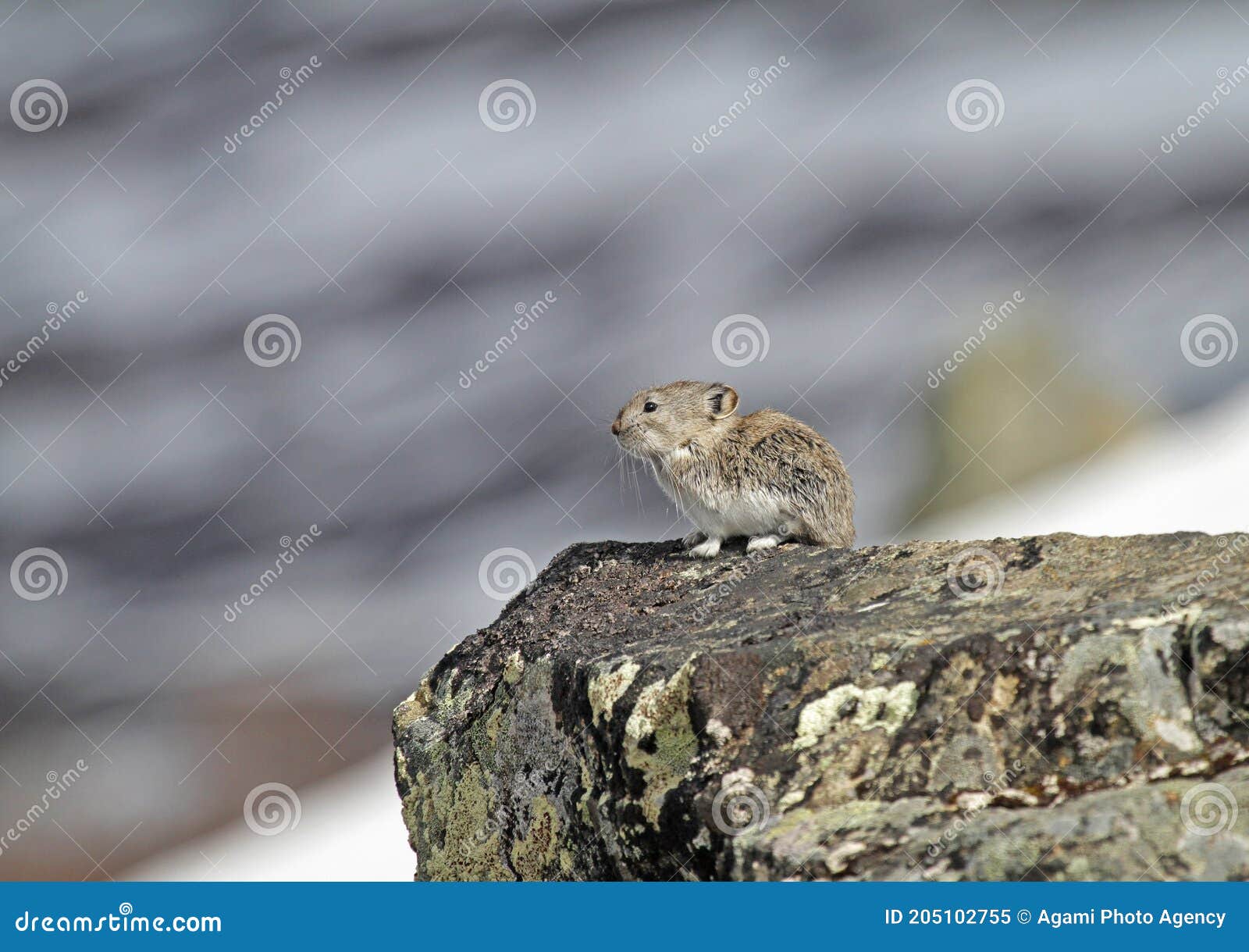 Collared Pika, Ochotona Collaris Stock Image - Image of rock, collaris ...