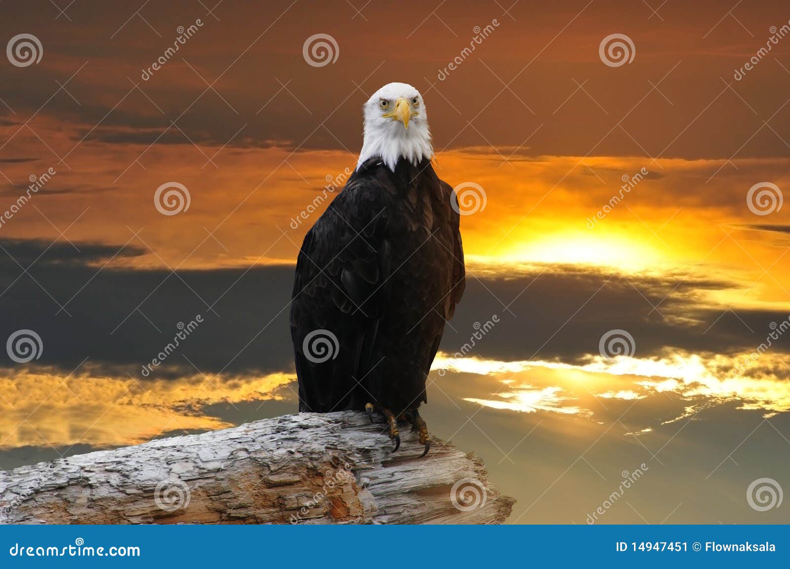 Alaskan Bald Eagle at Sunset Stock Image - Image of nature, dusk: 14947451