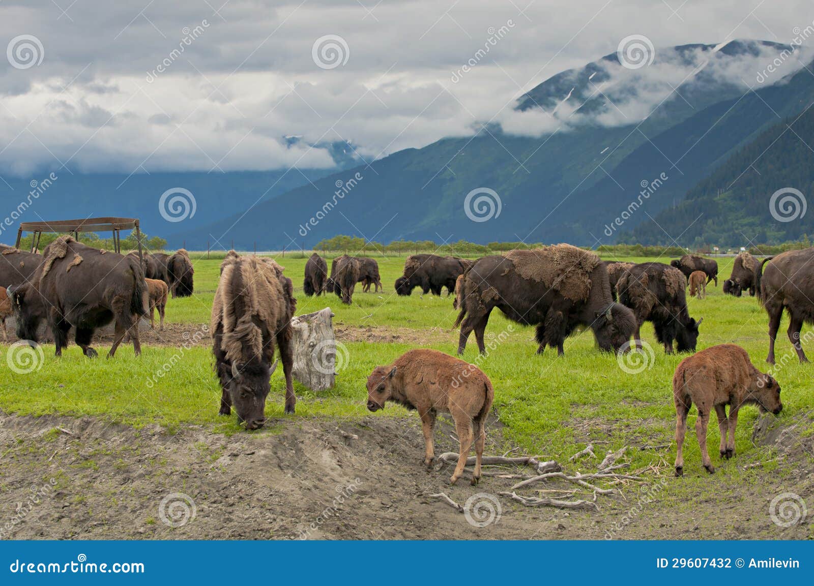 Alaskan bisons stock photo. Image of alaskan, oxen, parents - 29607432