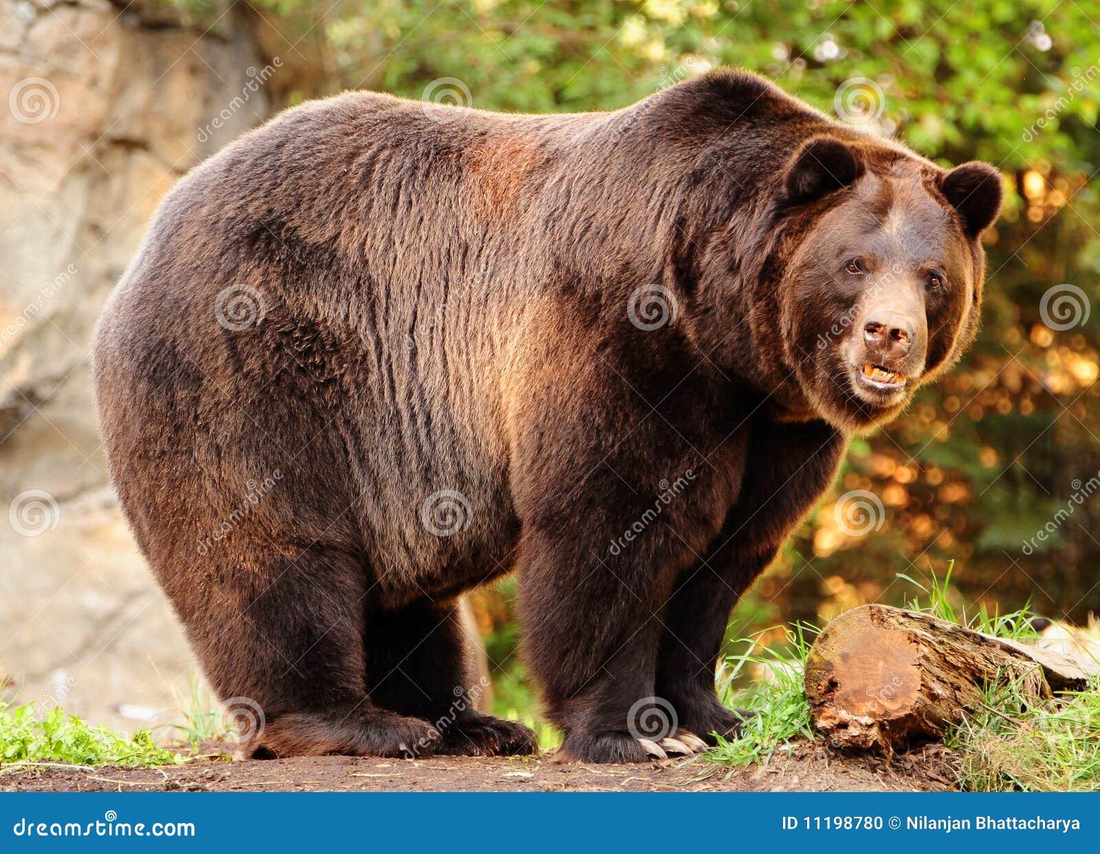Alaskan brown bear stock photo. Image of arctos, bear - 11198780