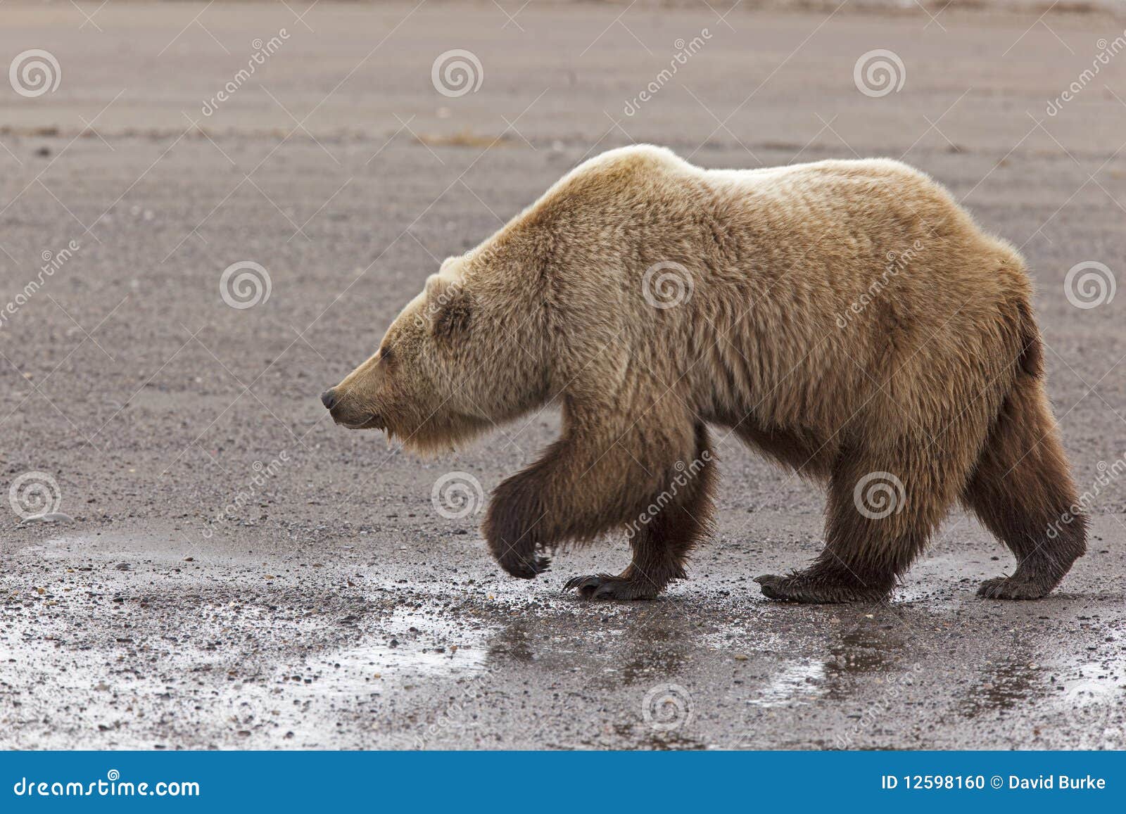 Alaskan Brown Black Bear Boar Grizzly Wildlife Stock Photo - Image of ...