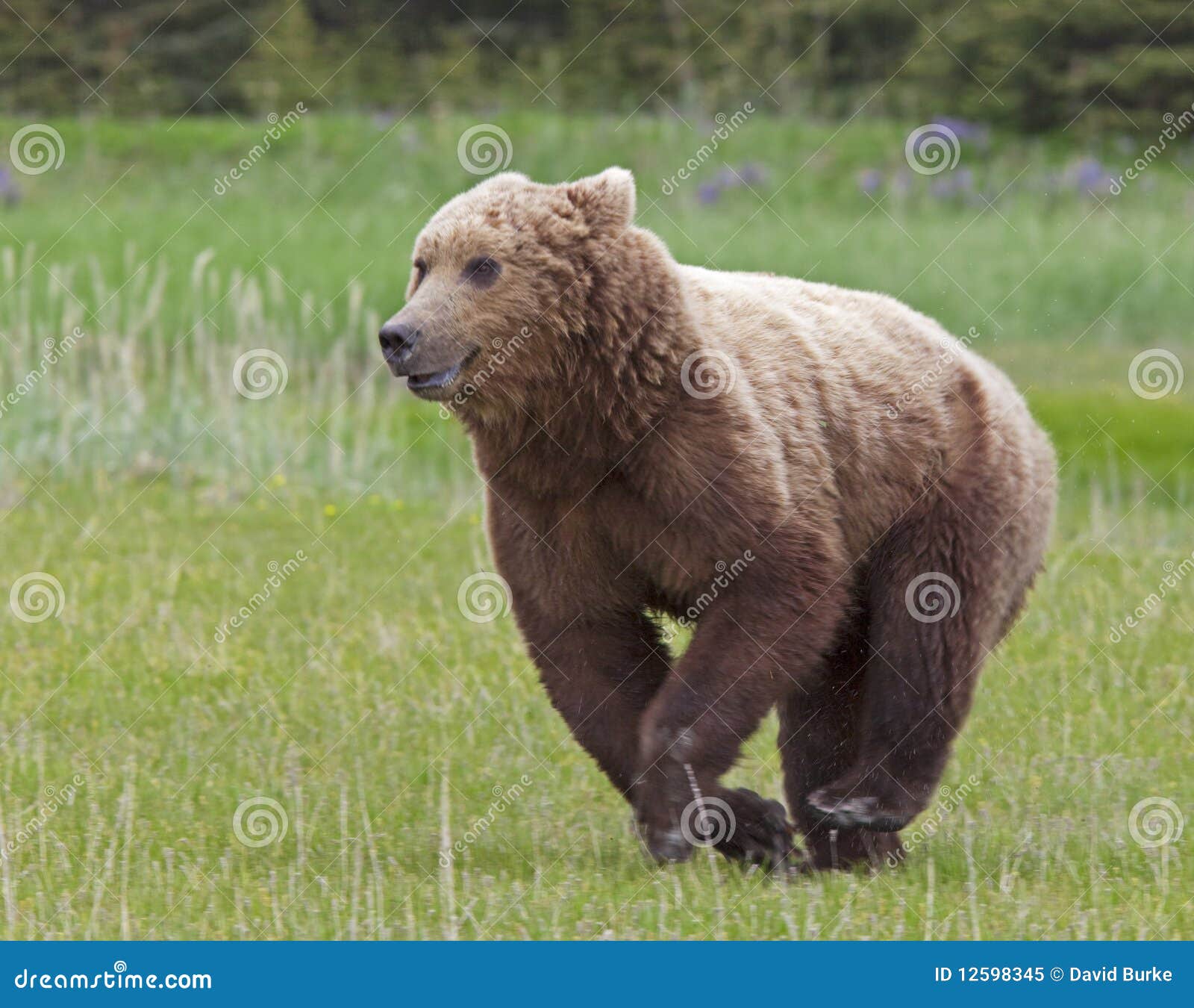Alaskan Brown Bear Cub Running Royalty Free Stock Photo - Image: 12598345 Alaskan Brown Bear Cub Running Royalty Free Stock Photo - Image: 12598345