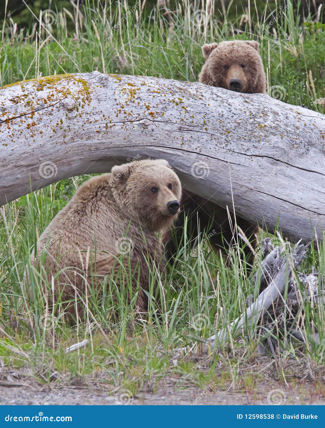 Alaskan Brown Bear Cubs Playing Stock Photo - Image of alive, play ...
