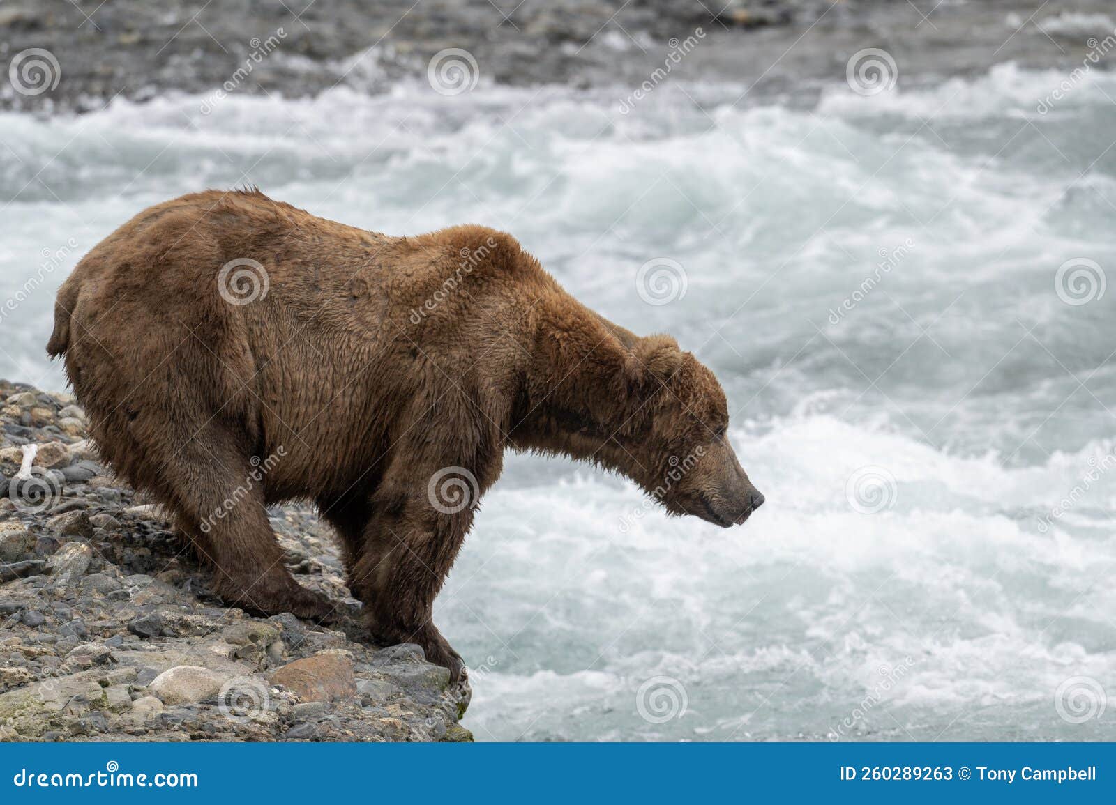 Alaskan Brown Bear Standing on the Edge Over Rapids Stock Image - Image ...